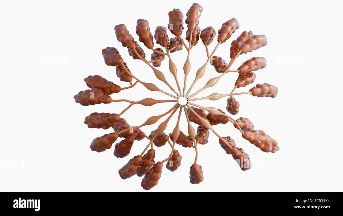 The 3D rendering of the radial architecture emulates the lobular ...