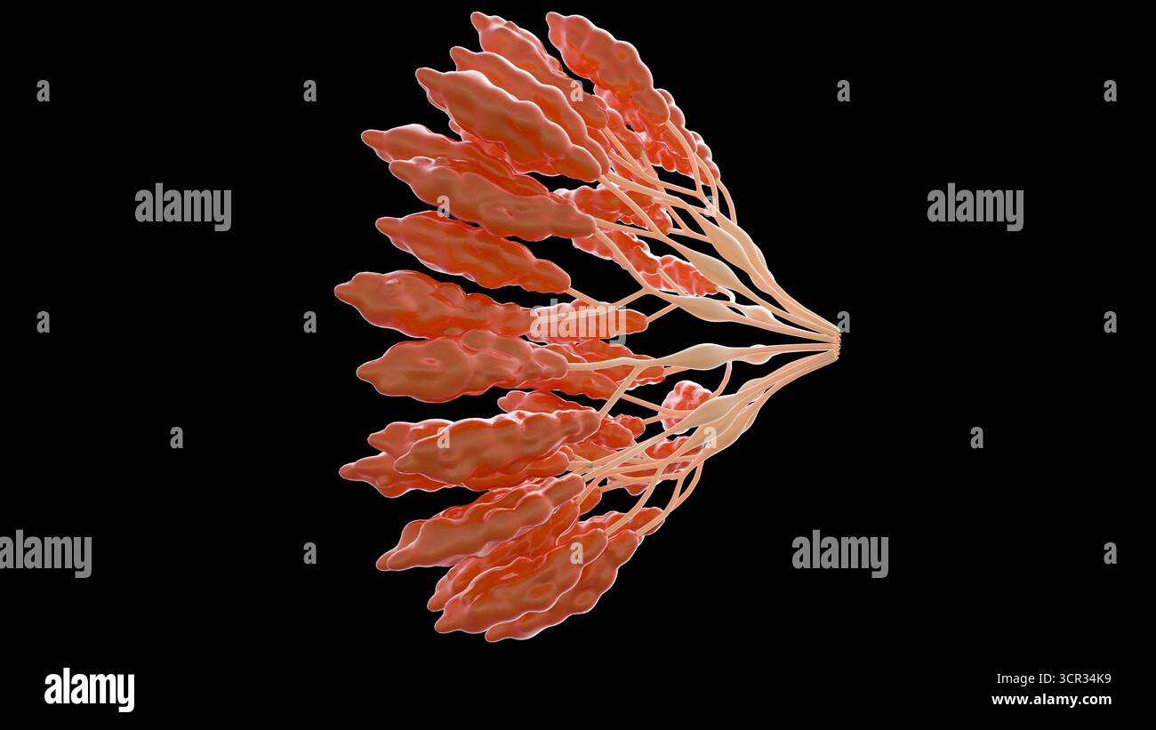 The 3D rendering of the radial architecture emulates the lobular ...