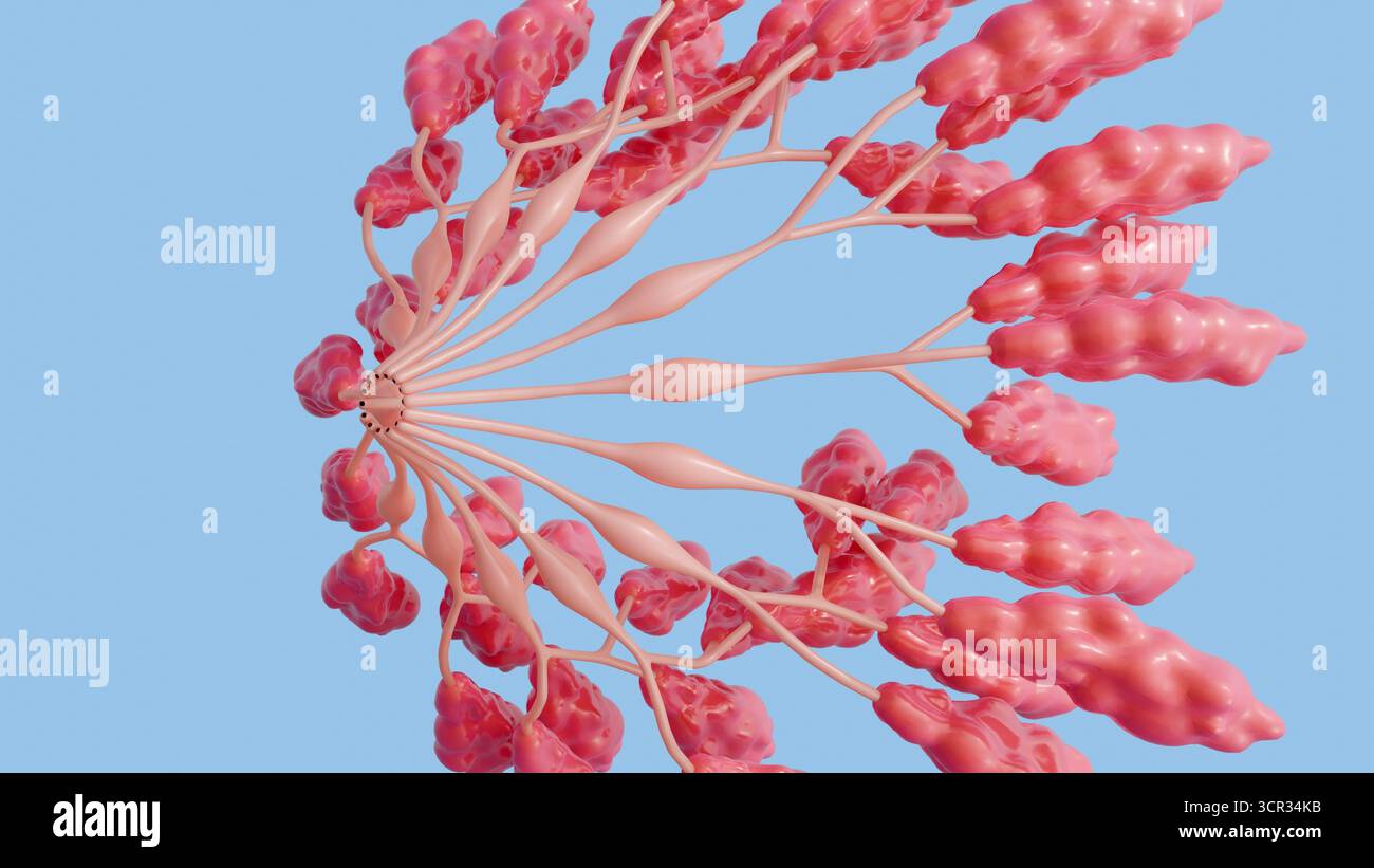 Lobular structure hi-res stock photography and images - Alamy