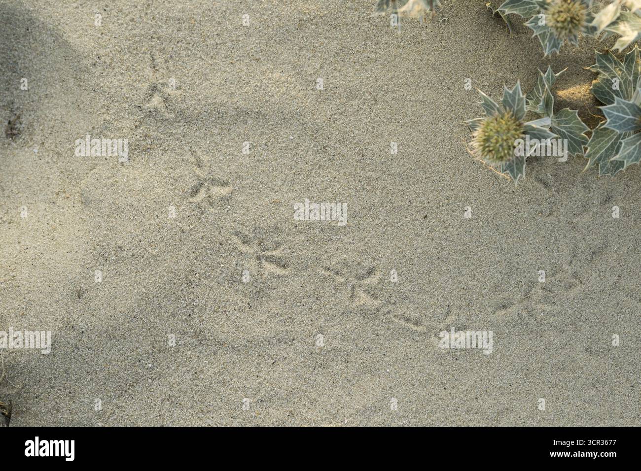 Bird tracks in the sand next to a few flowers of the sea thistle ...