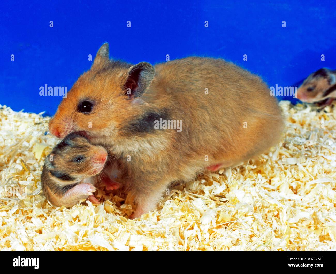 Goldhamsterweibchen transportiert Neugeborenes Goldhamster traegt Baby ...