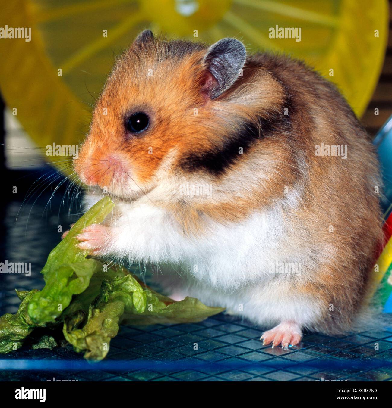 Goldhamster verspeist ein gruenes Salatblatt Goldhamster *** Golden ...