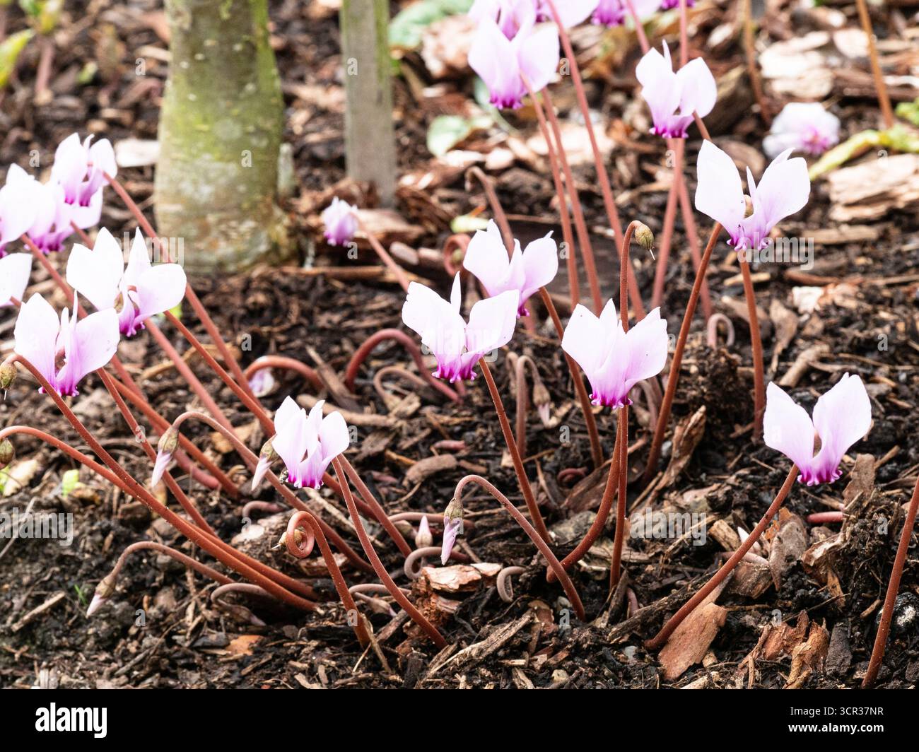 A large group of pale pink Cyclamen hederifolium flowering under a ...