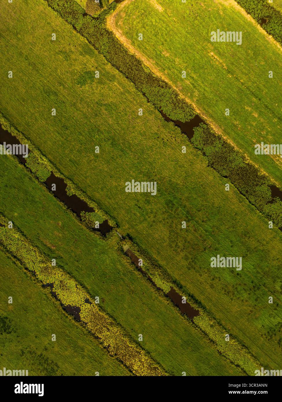 Aerial view of lush green fields divided by dark water channels and ...