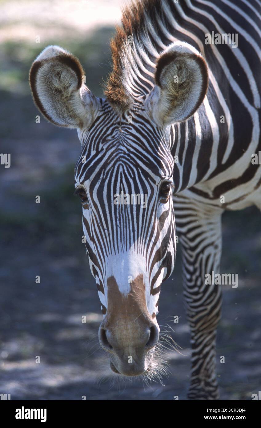 A zebra at the Metro-Dade Zoo in Miami, Florida Stock Photo - Alamy