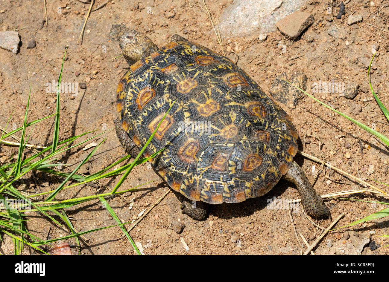 The shell of the rare endemic Pancake Tortoise remains flexible through ...