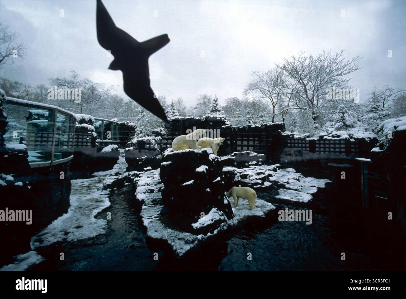 Bird and Polar Bears Stock Photo - Alamy