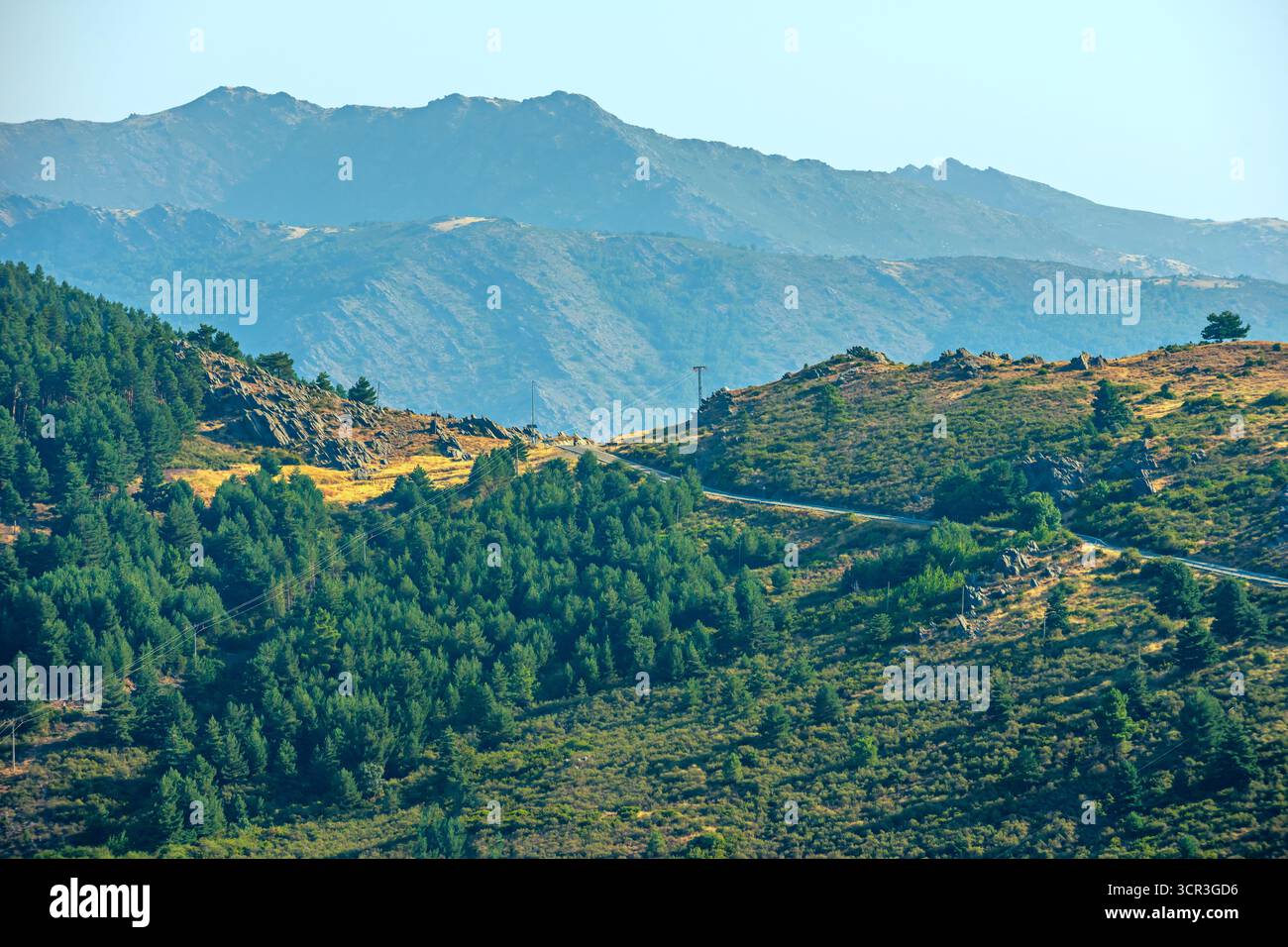 Telephoto lens compression effect that visually flattens the forest ...