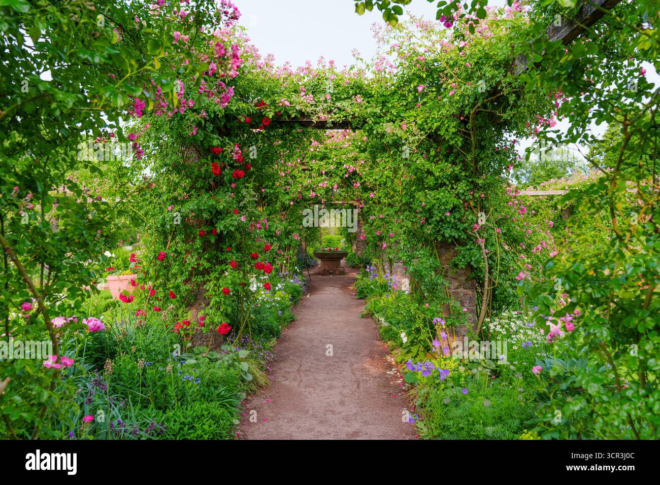 Picturesque rural path flanked vibrant hi-res stock photography and ...