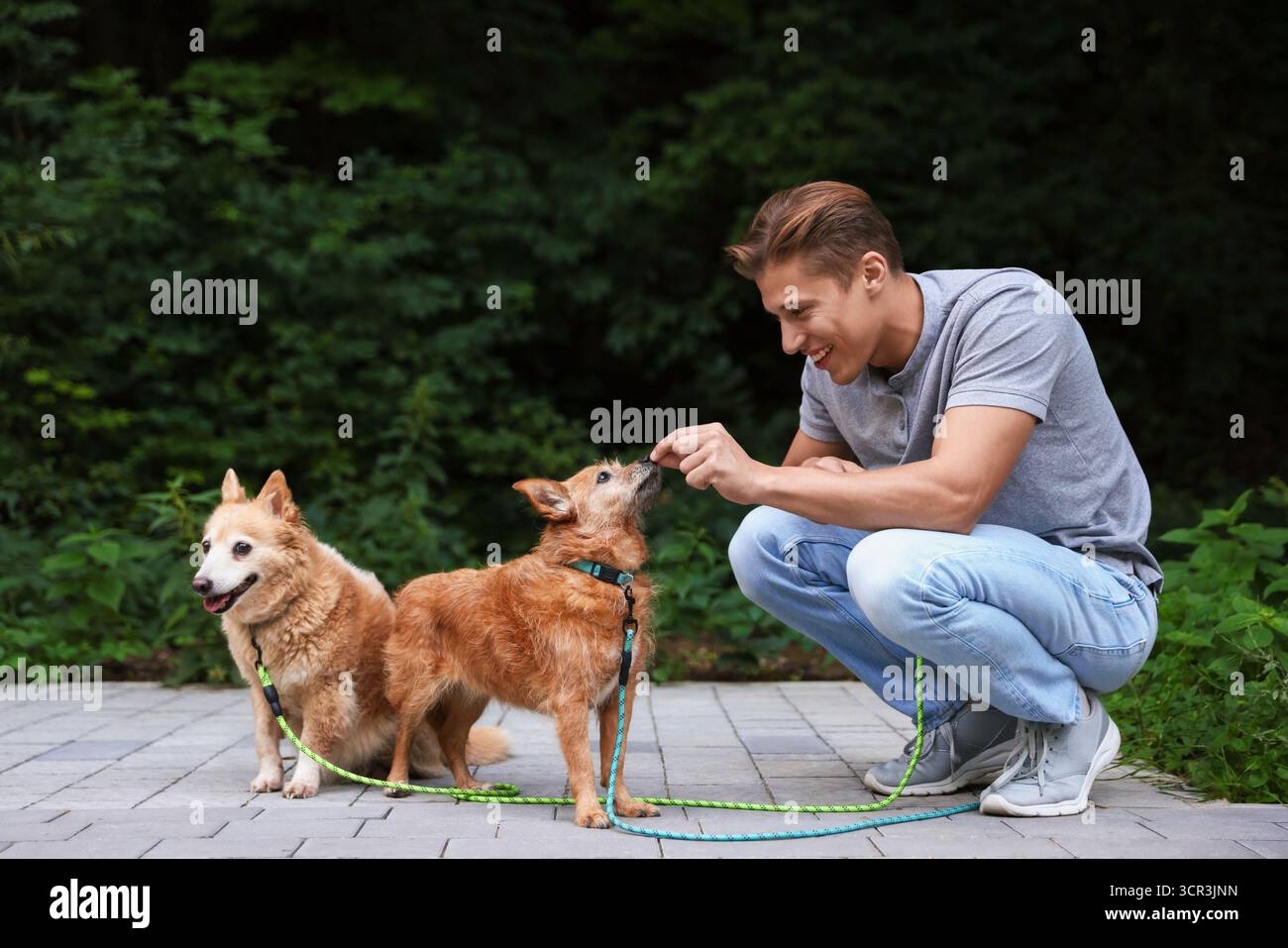 Young man giving treat to his cute dogs while walking outdoors Stock ...