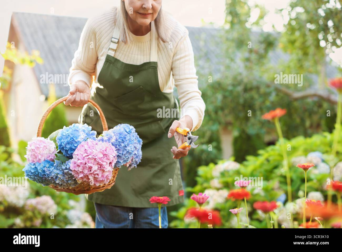 Senior woman pruning hydrangea hi-res stock photography and images - Alamy