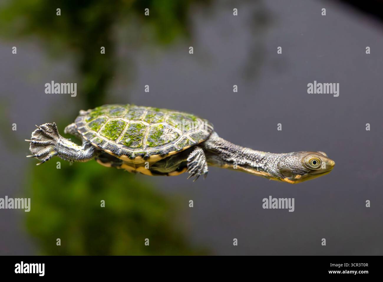 Eastern long necked turtle swimming hi-res stock photography and images ...