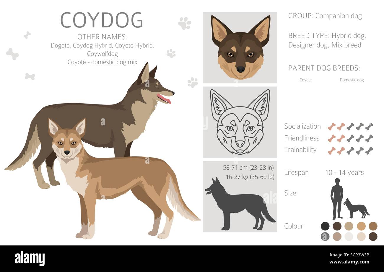 Coydog clipart. Coyote - domesric dog mix. Different coat colors set ...
