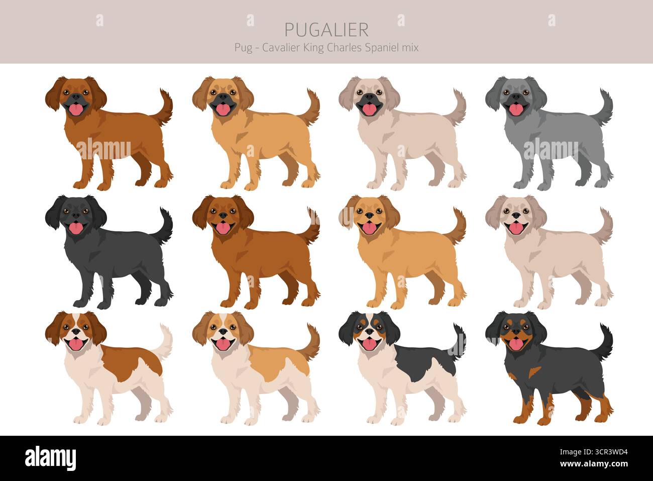 Pugalier, Cavapug clipart. Pug - Cavalier KIng charles Spaniel mix ...