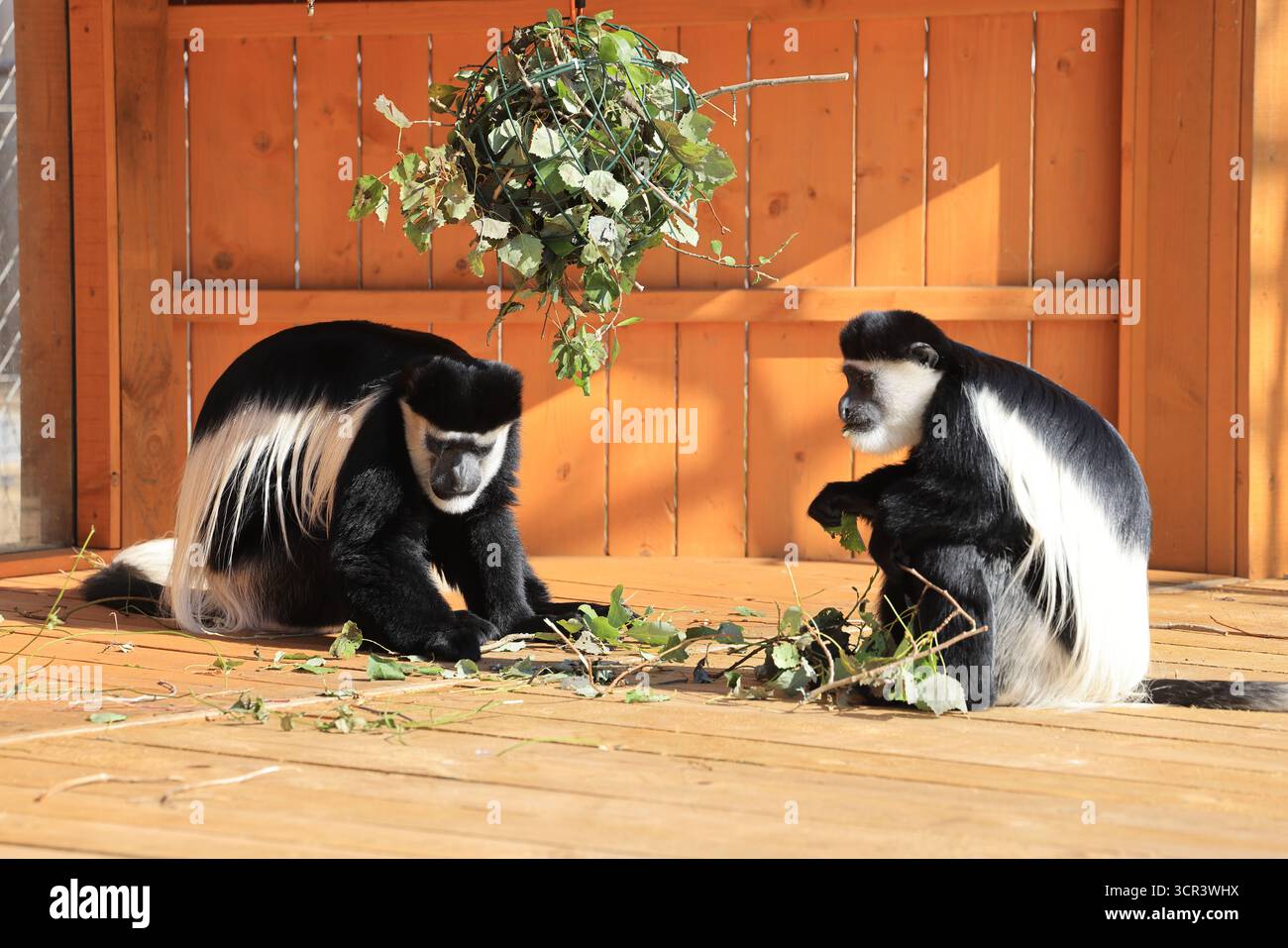Monkey Valley, formerly the grade 2 listed Snowdon Aviary, now a walk ...