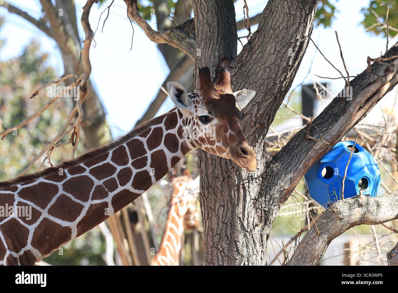 Giraffes at London Zoo, they are the tallest land mammals in the world ...