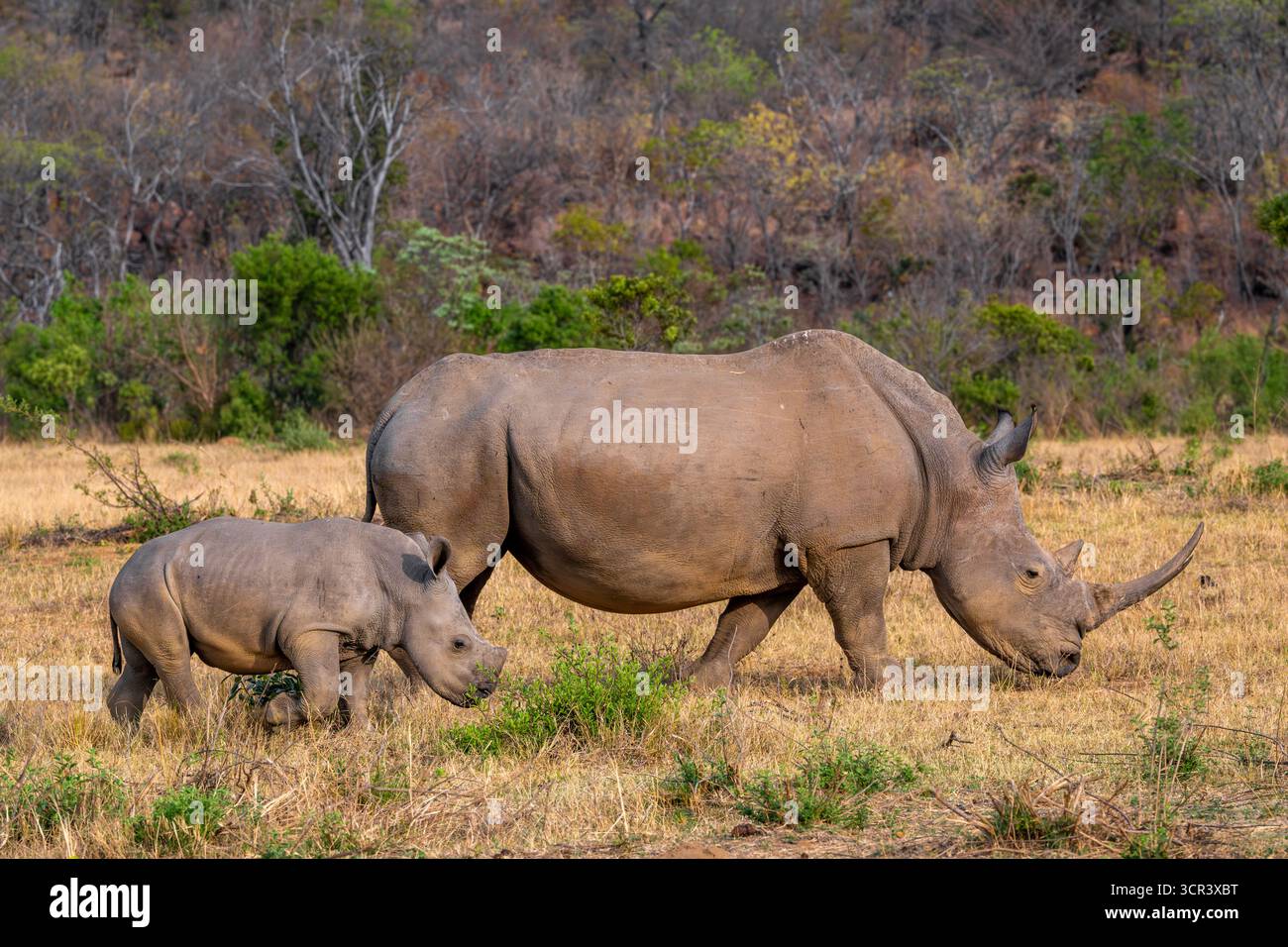 A white rhinoceros, also known as the white rhino and his cub are seen ...