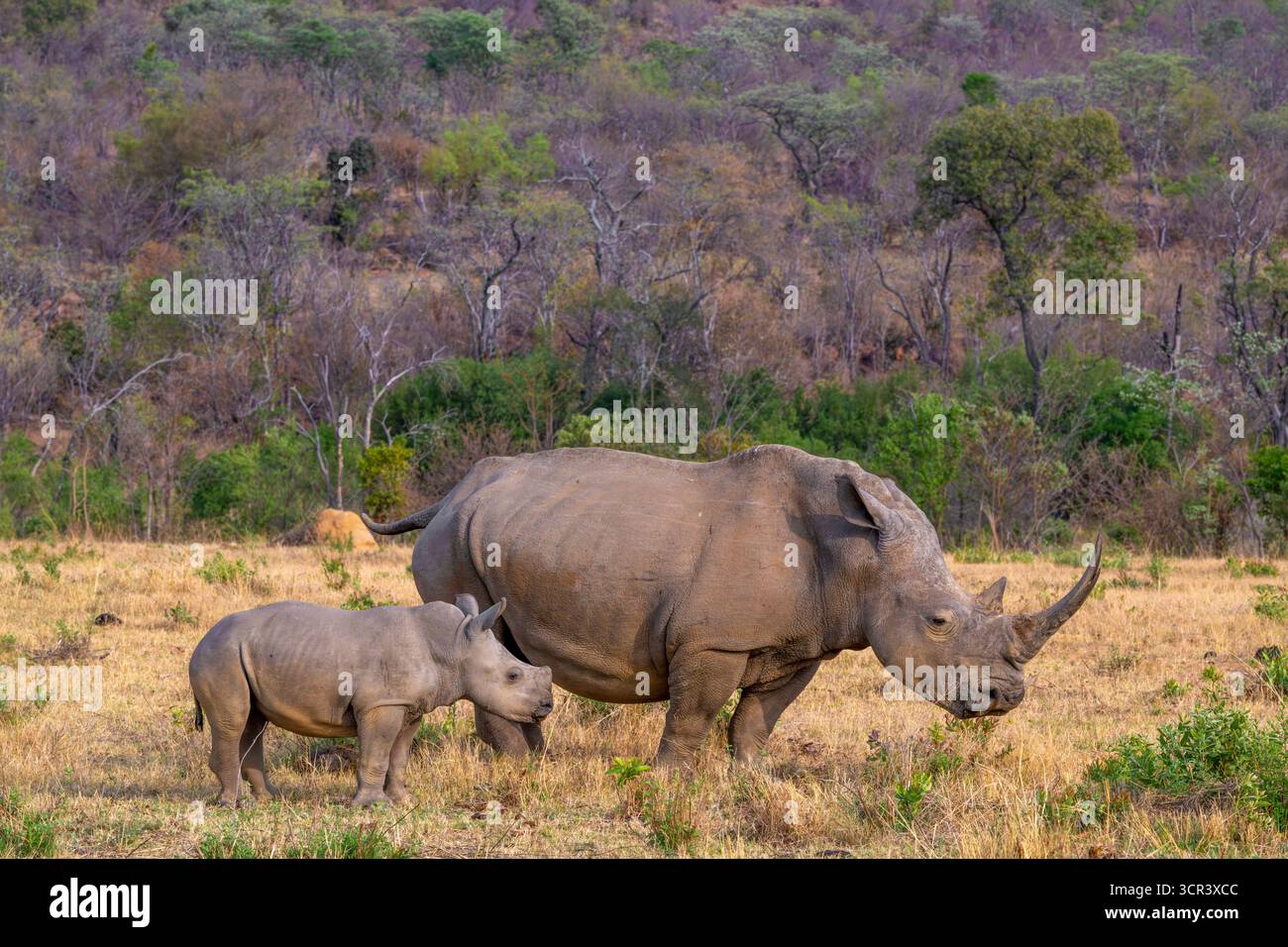 A white rhinoceros, also known as the white rhino and his cub are seen ...