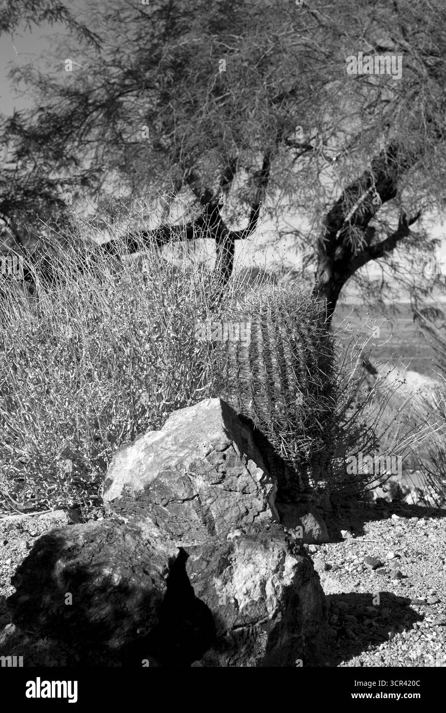 In natural native habitat Black and White Stock Photos & Images - Alamy