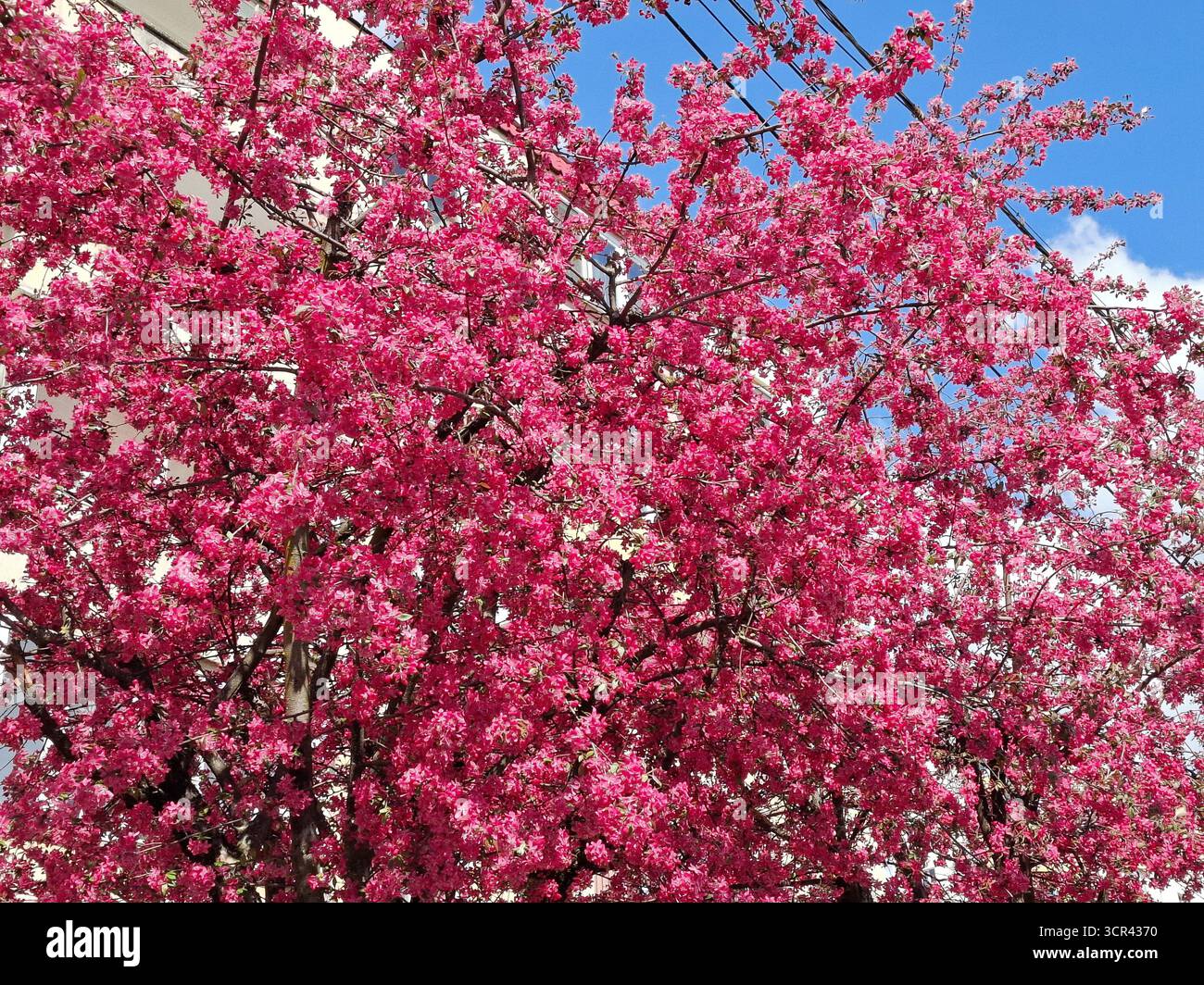 Blooming japanese crab apple hi-res stock photography and images - Alamy