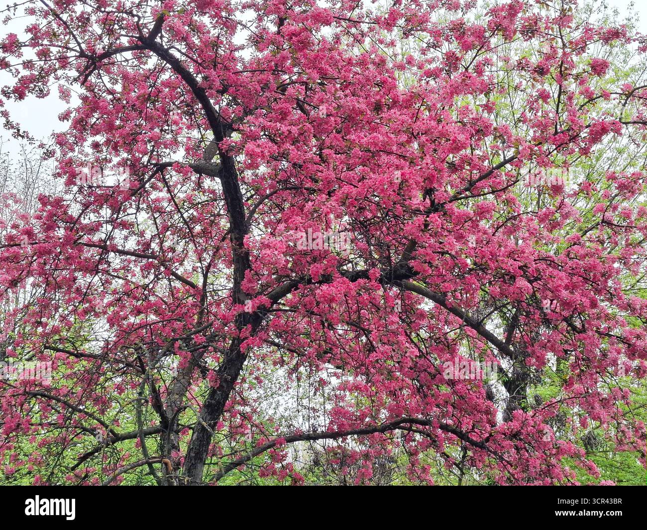 Blooming japanese crab apple hi-res stock photography and images - Alamy