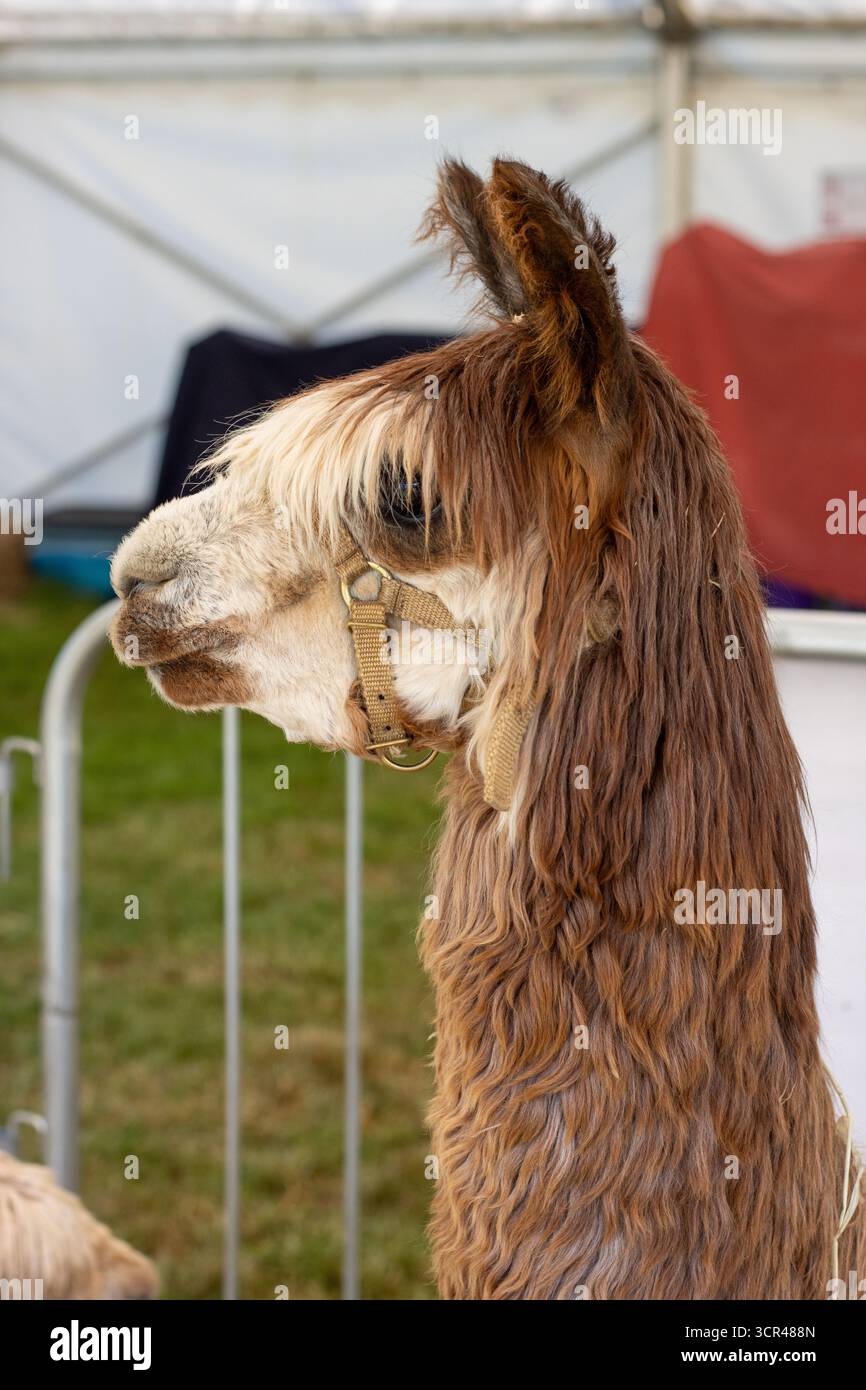 Head and neck of an alpaca (Lama pacos) at the Devon County Show - May ...