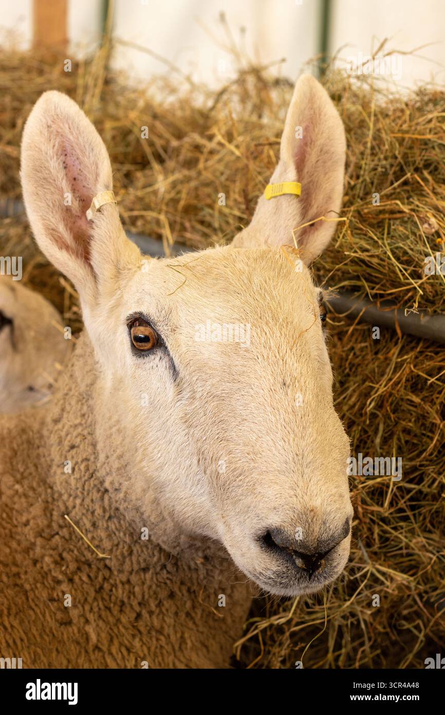 head of a Border Leicester breed of sheep. A polled, long-wool and dual ...