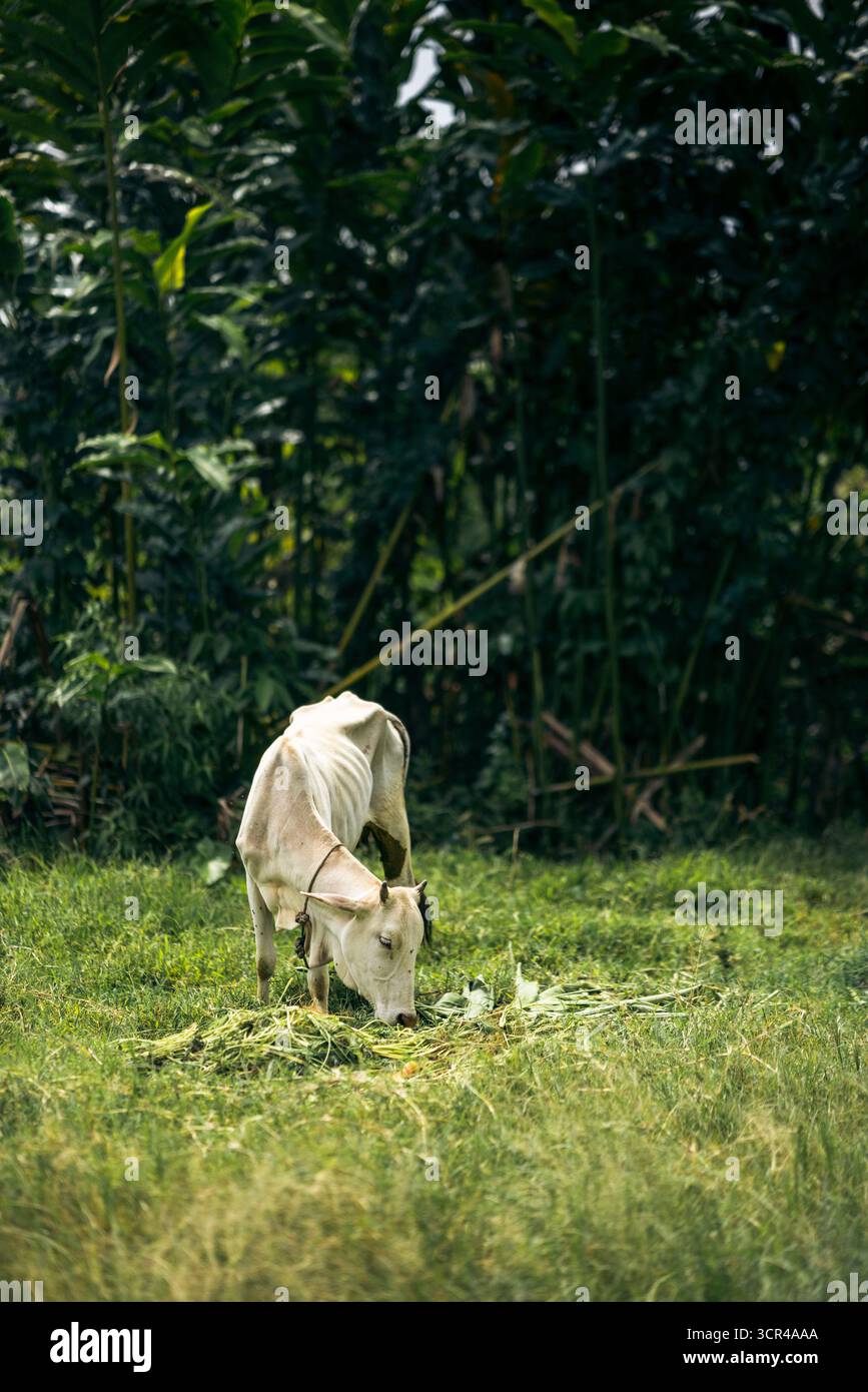 Lone cow grazes in hi-res stock photography and images - Alamy