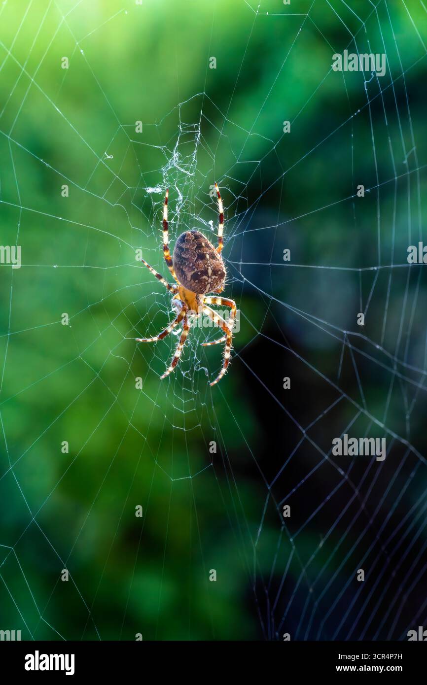 A female European Garden Spider, (Araneus diadematus), in the middle of ...