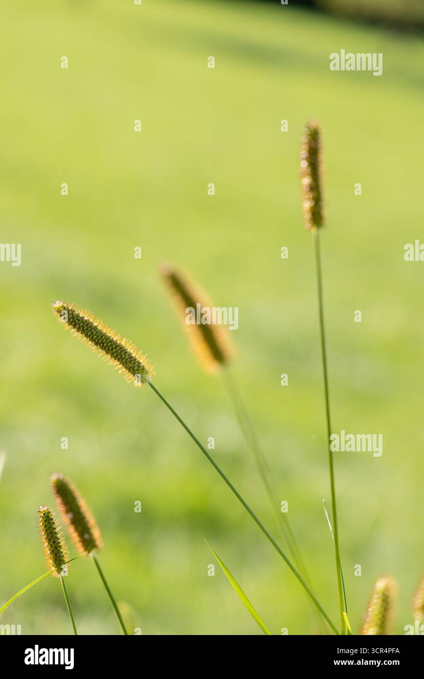Green grass spikes sway in hi-res stock photography and images - Alamy