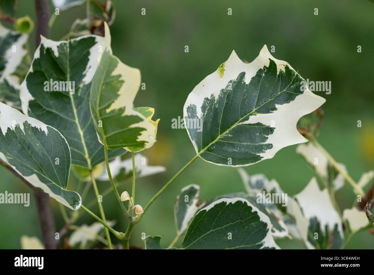 Liriodendron tulipifera 'Snowbird' - Snowbird Tulip Tree Stock Photo ...