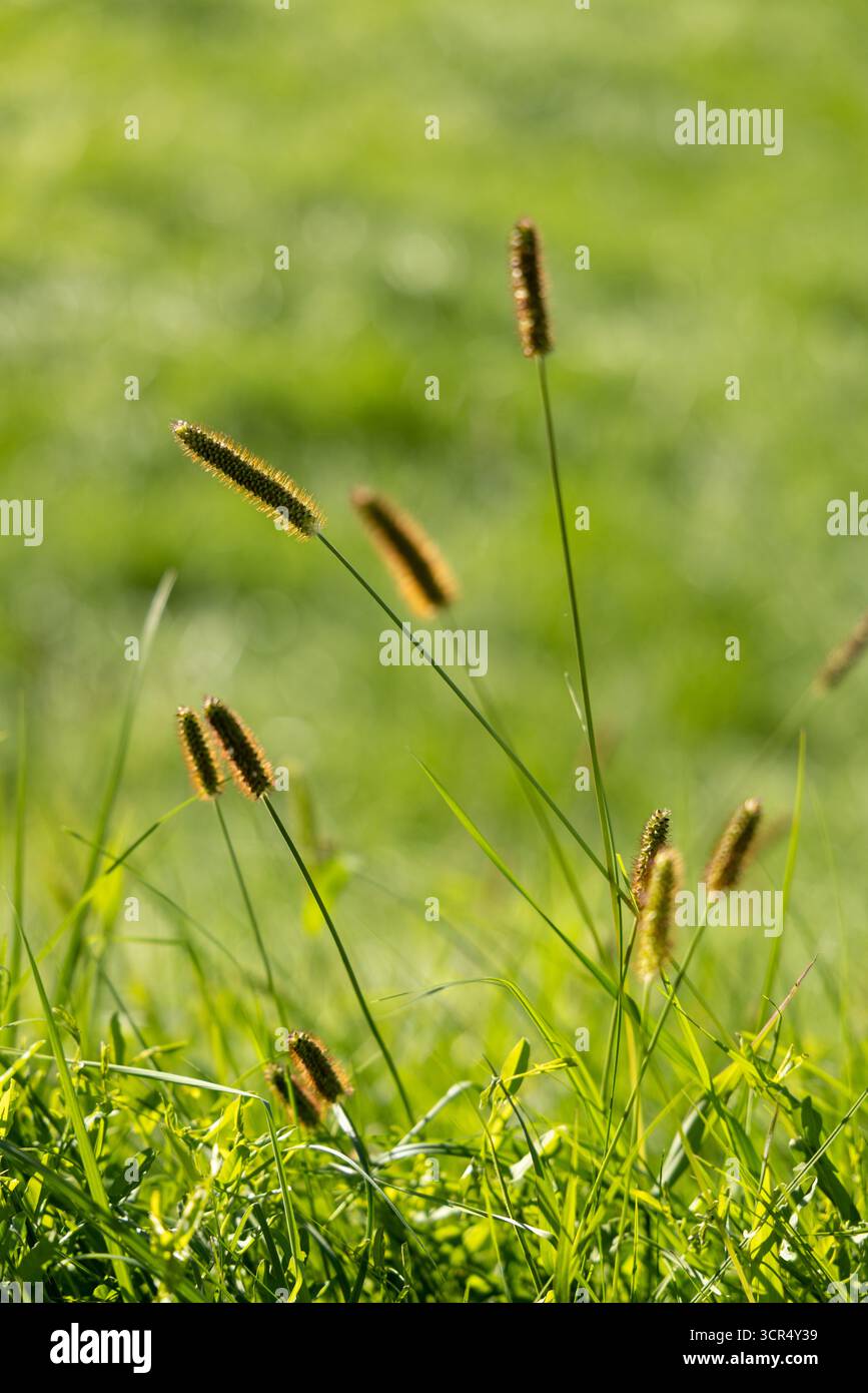 Green grass spikes sway in hi-res stock photography and images - Alamy