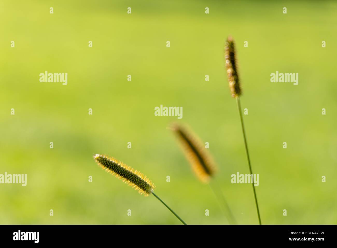 Green grass spikes sway in hi-res stock photography and images - Alamy