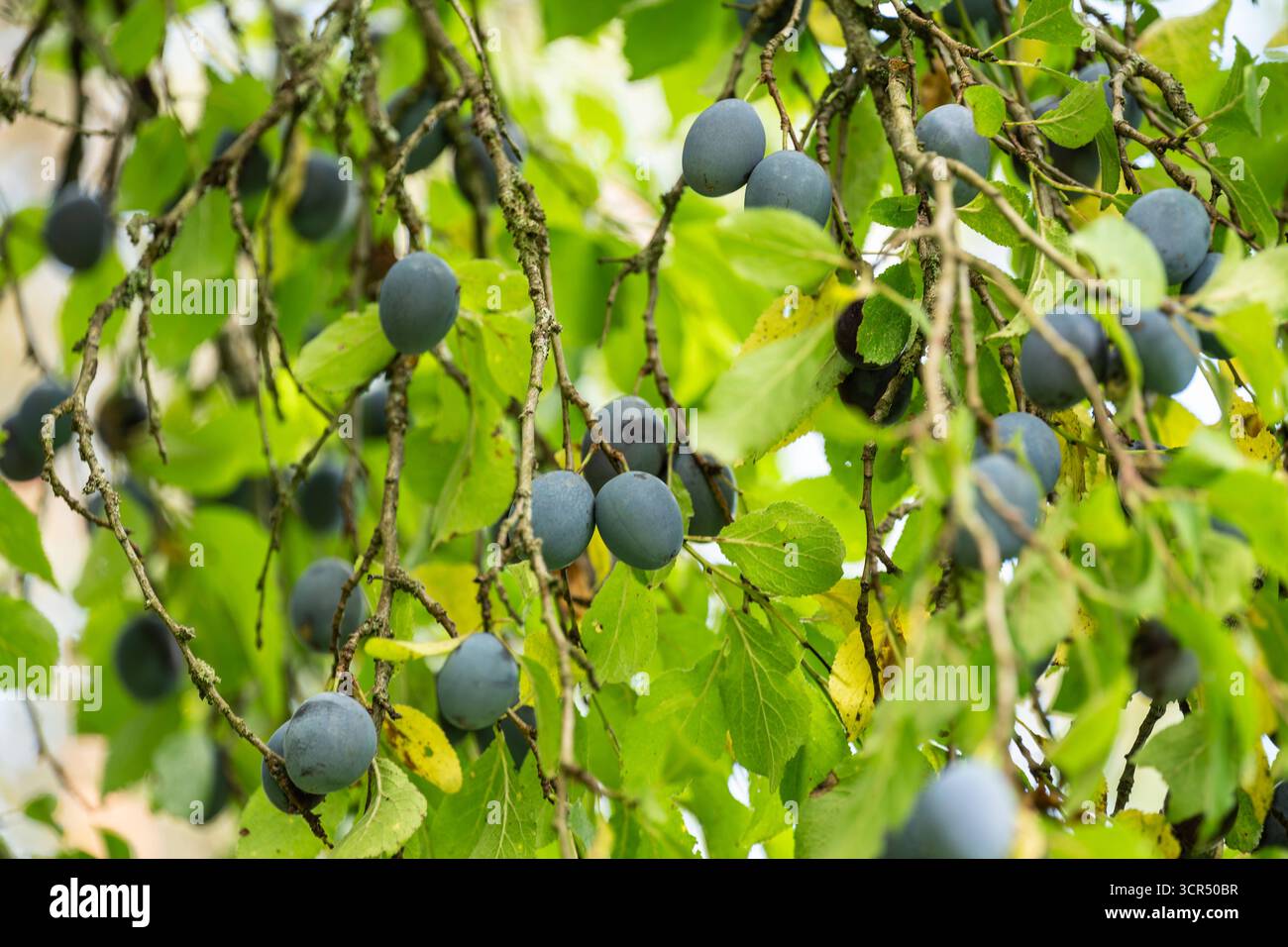Ein Zwetschgen hängen an einem Zwetschgenbaum auf einer Obstwiese bei ...