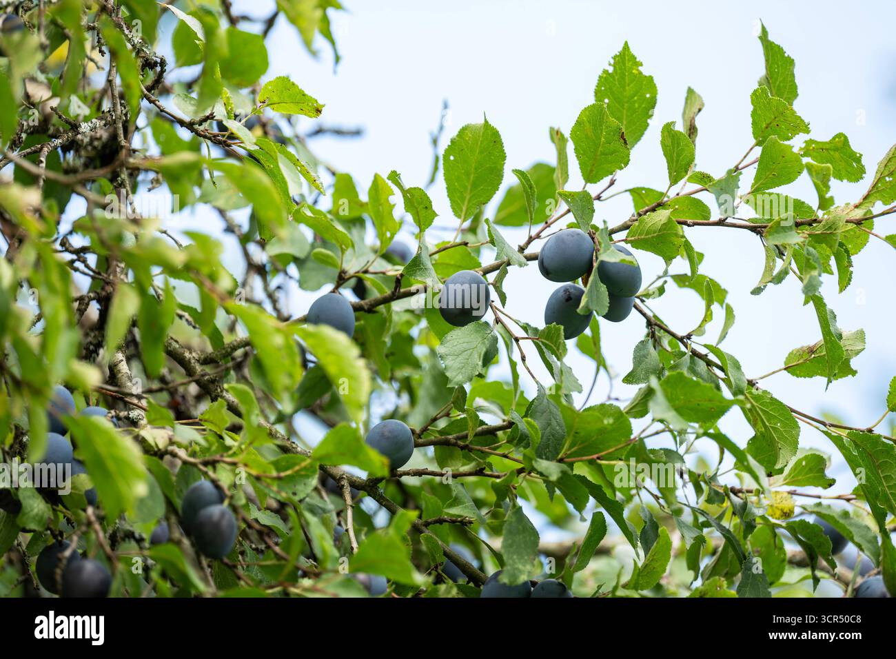 Ein Zwetschgen hängen an einem Zwetschgenbaum auf einer Obstwiese bei ...