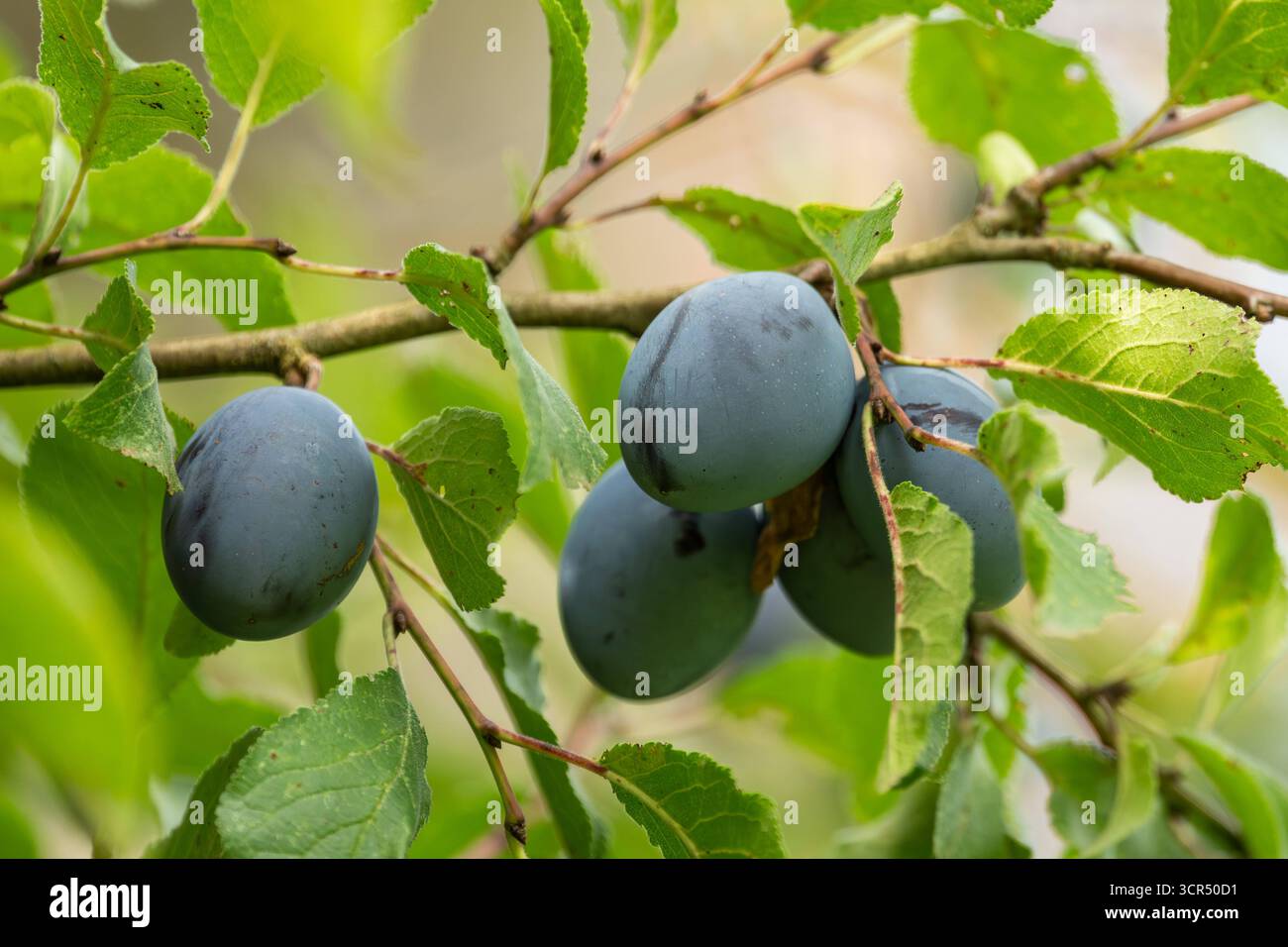 Ein Zwetschgen hängen an einem Zwetschgenbaum auf einer Obstwiese bei ...