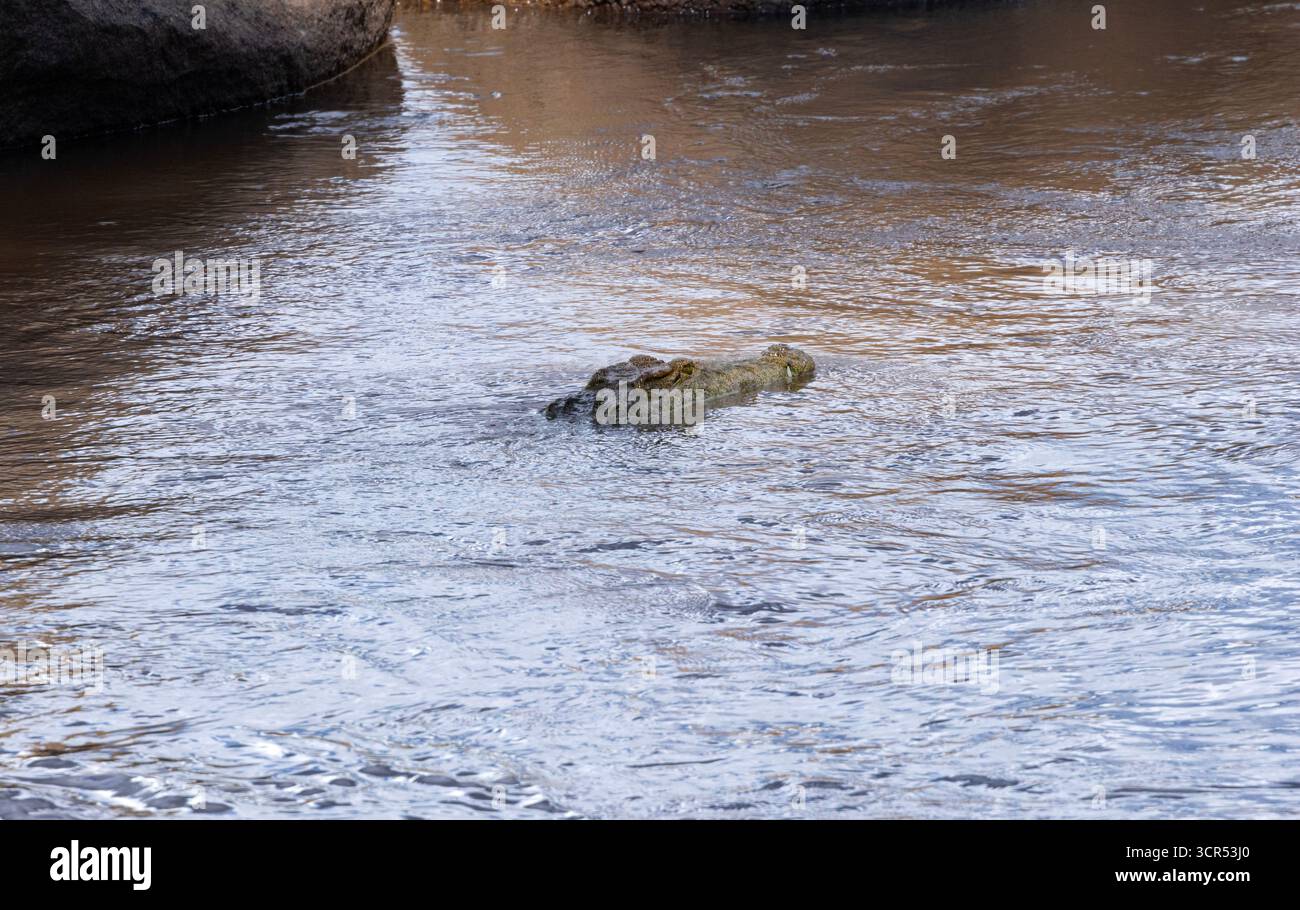 A large Nile crocodile patrols his territorial waters. Having a large ...