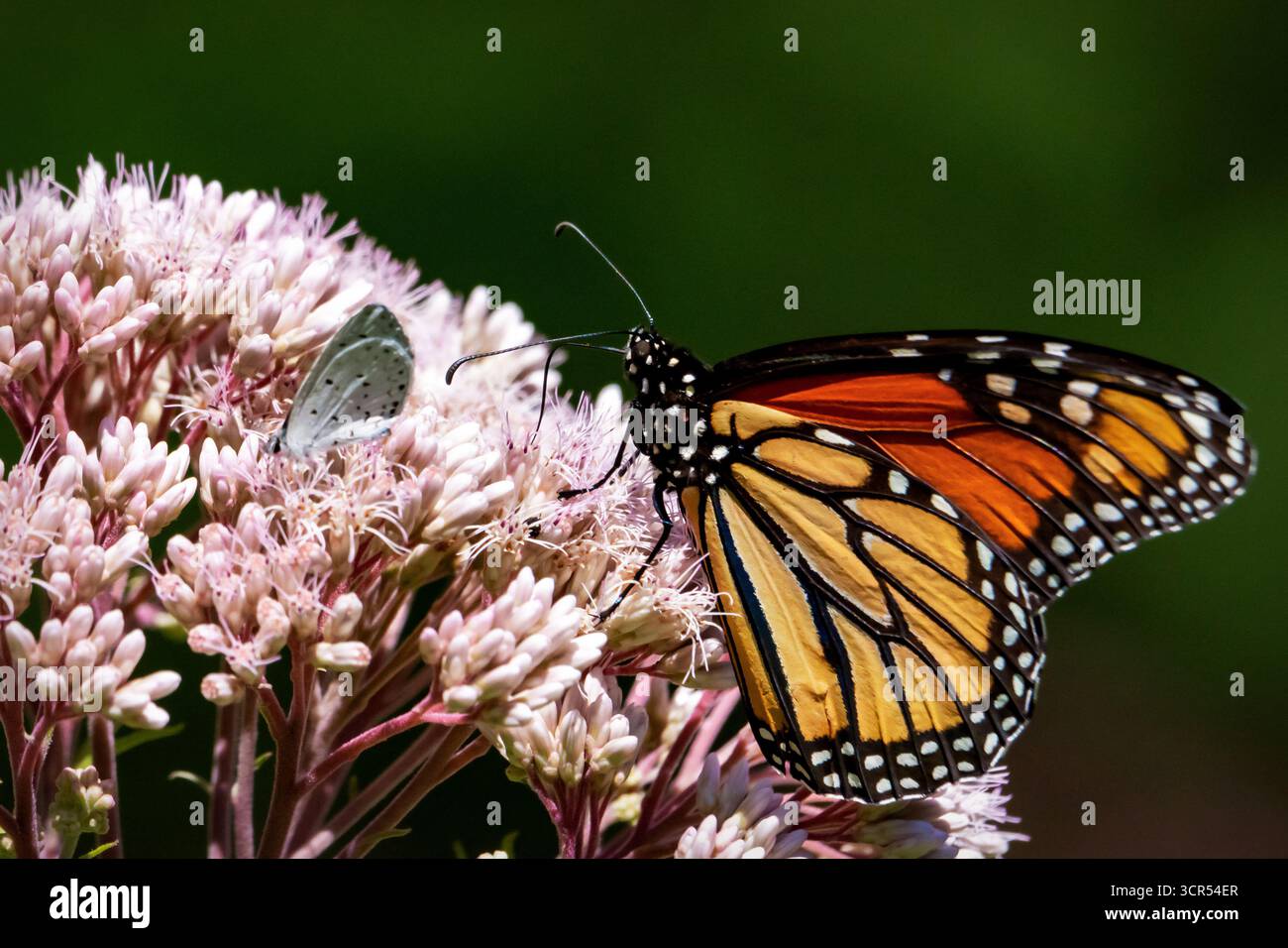 Monarch danaus plexippus cabbage hi-res stock photography and images ...