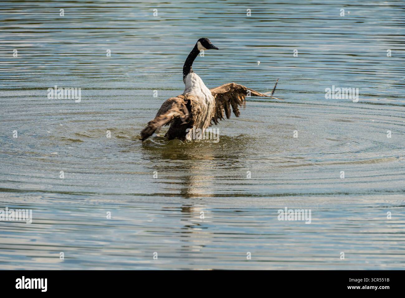 Goose process park hi-res stock photography and images - Alamy
