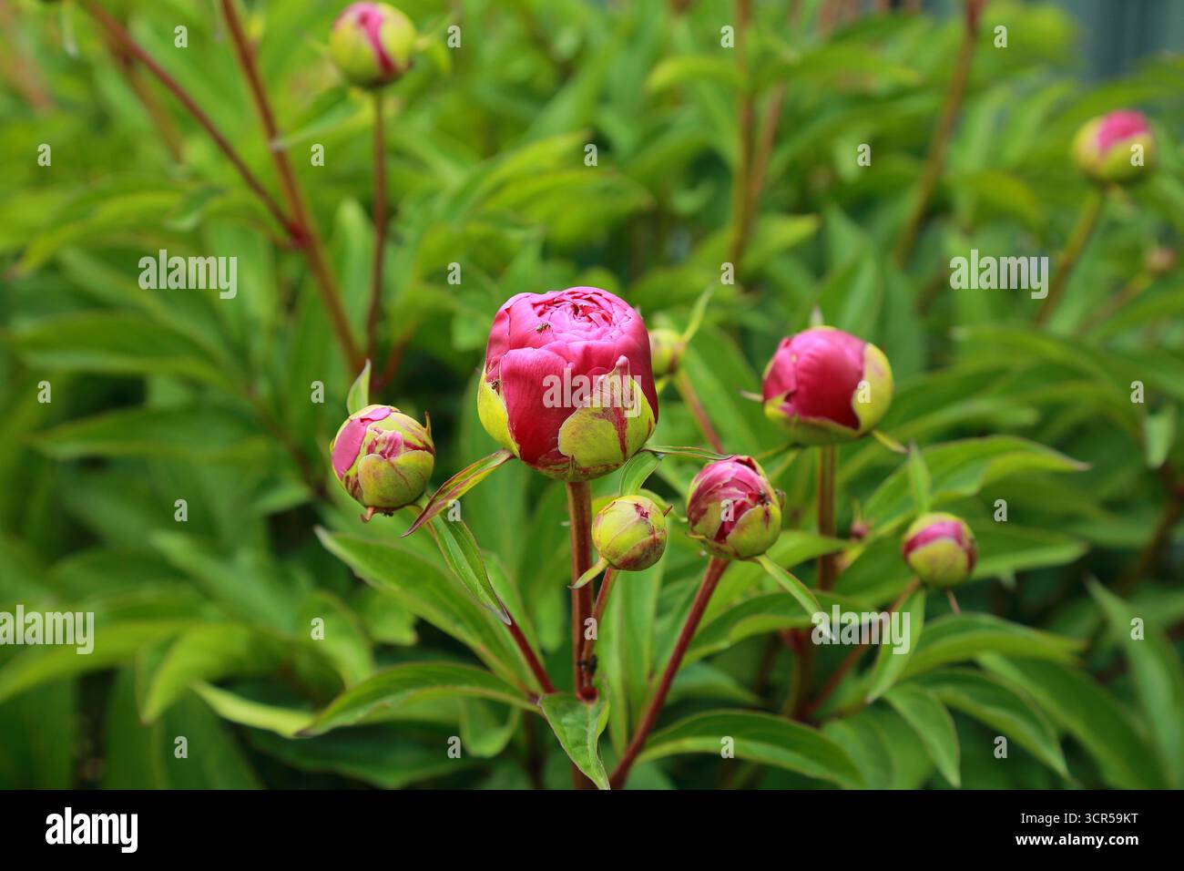 Peonypic hi-res stock photography and images - Alamy