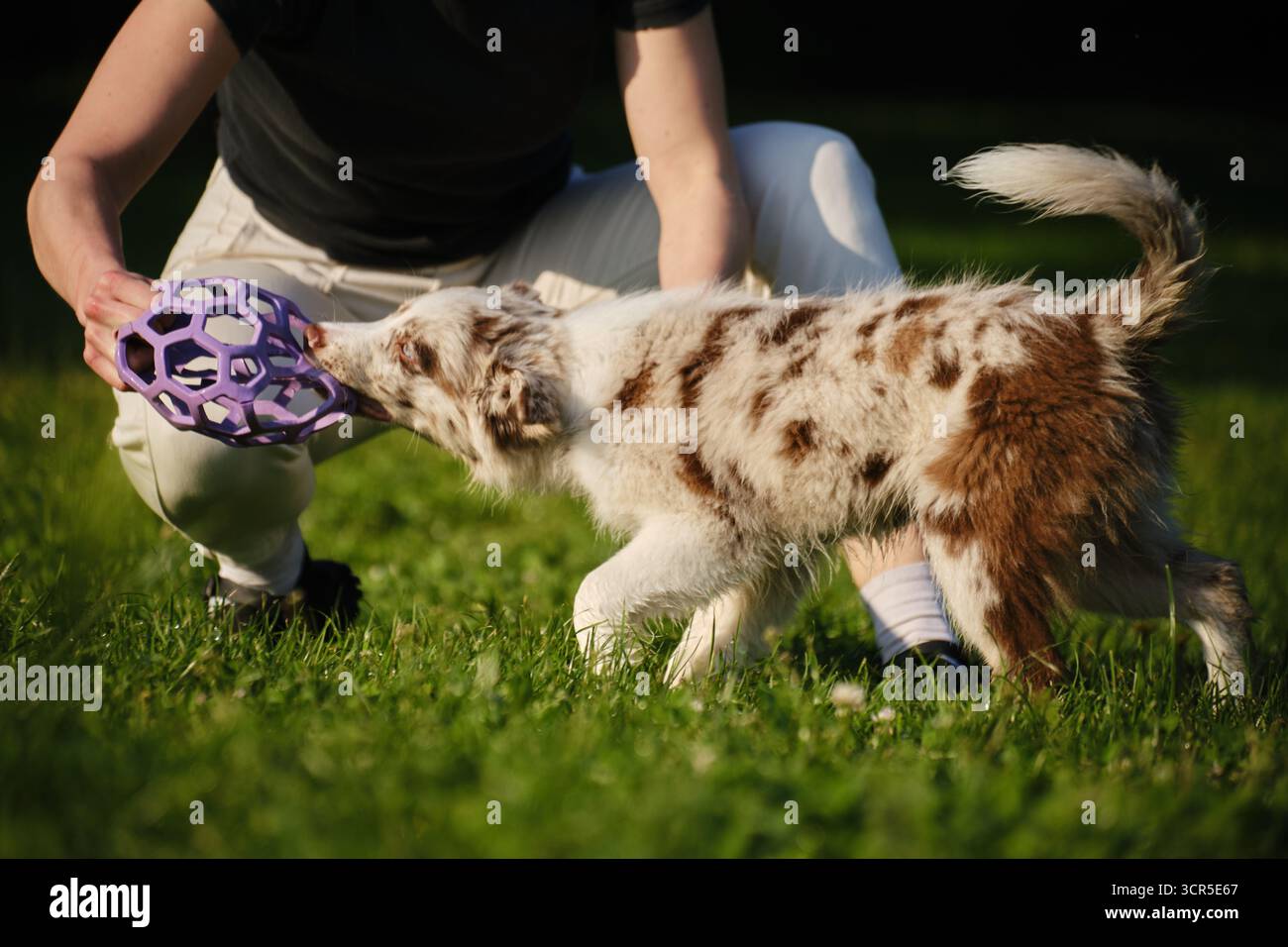 Red merle Border Collie puppy plays tug of war with female owner ...