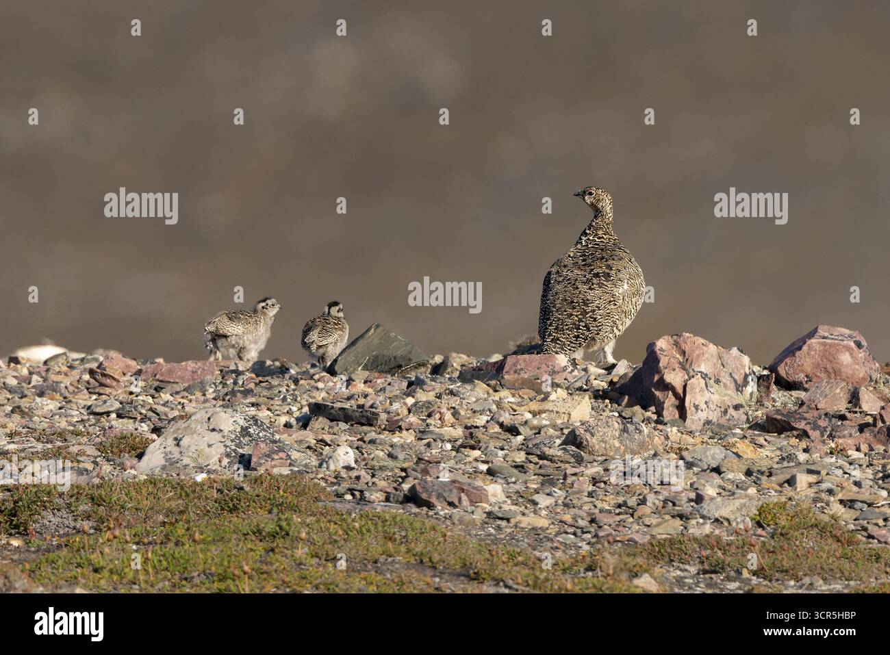 View of a rock ptarmigan hen standing guard on rocky terrain with two ...