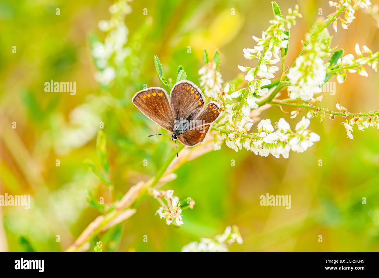 Brown butterfly with whitish blue spots on the wings, Hypolimnas Bolina ...