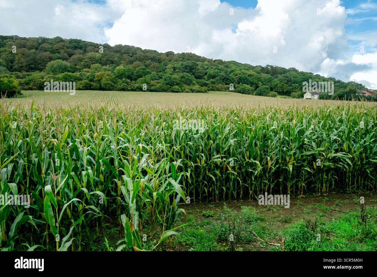 Maize 2025 uk hi-res stock photography and images - Alamy