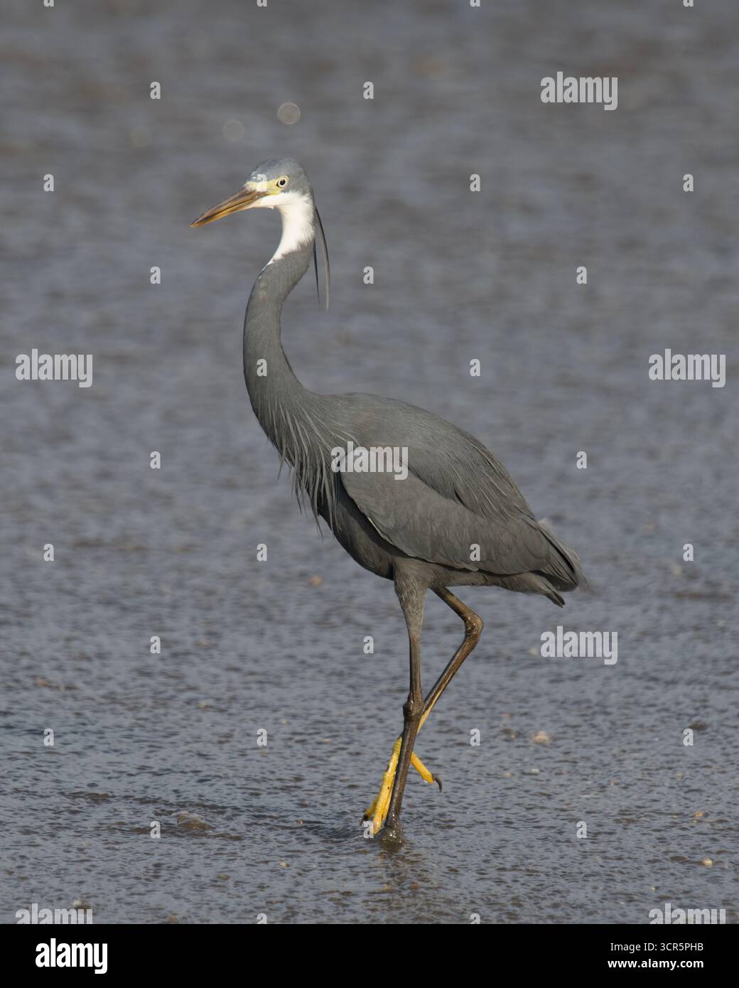 Western Reef Egret (Egretta gularis) from the family Ardeidae at Arnala ...
