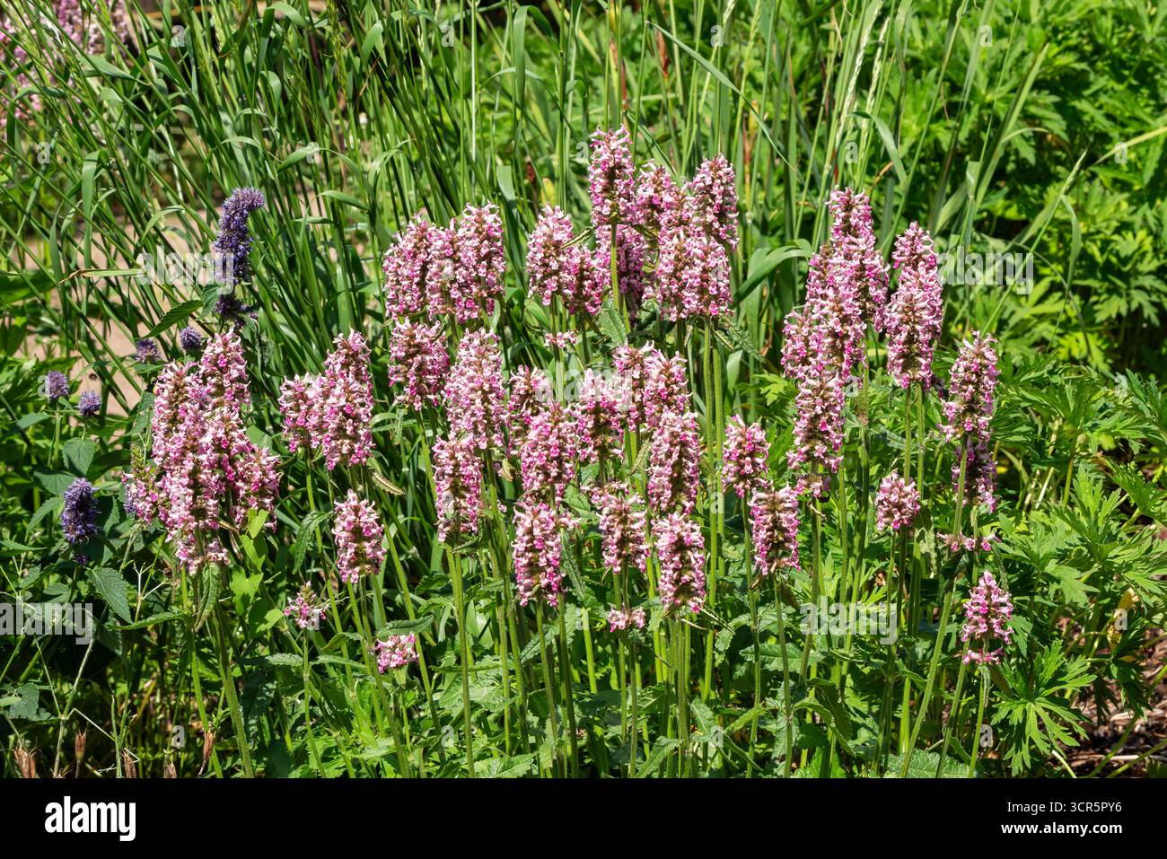 Betonica officinalis 'Rosea Superba' a summer autumn fall flowering ...