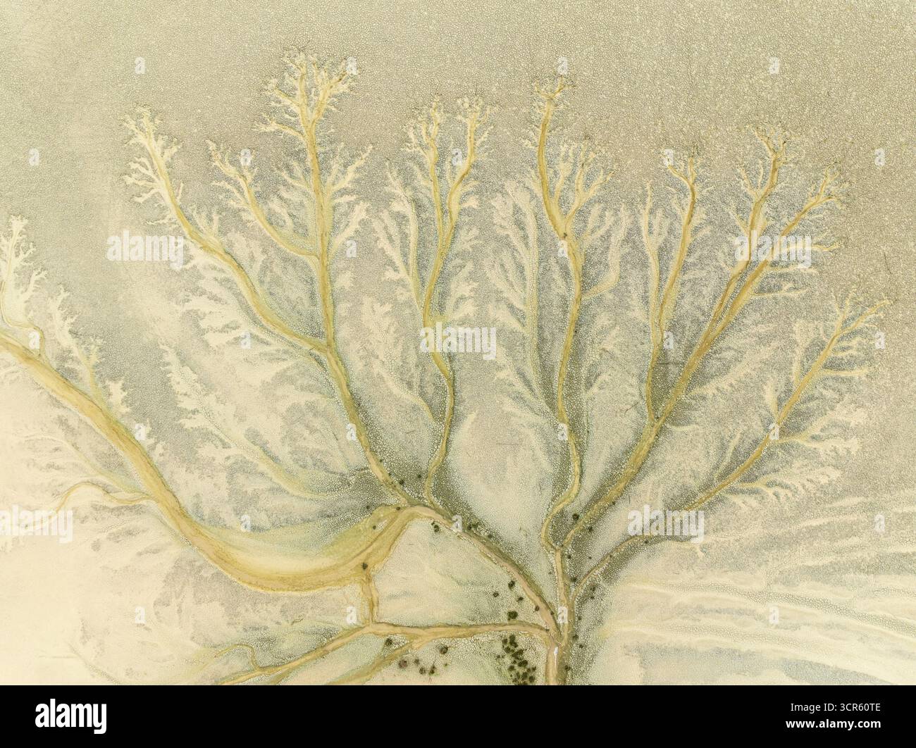 Delicate branching structures hi-res stock photography and images - Alamy