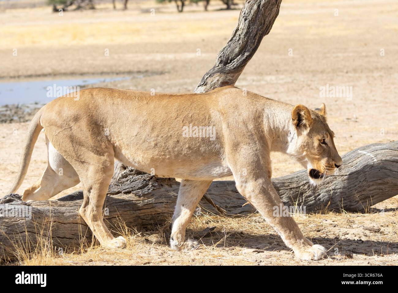 Kalahari Lion, Lioness (Panthera Leo), stepping over dead tree ...