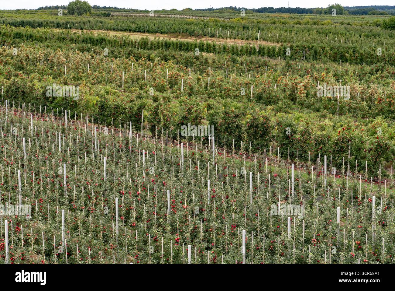 Aerial view of apple orchards with symmetrical rows Stock Photo - Alamy