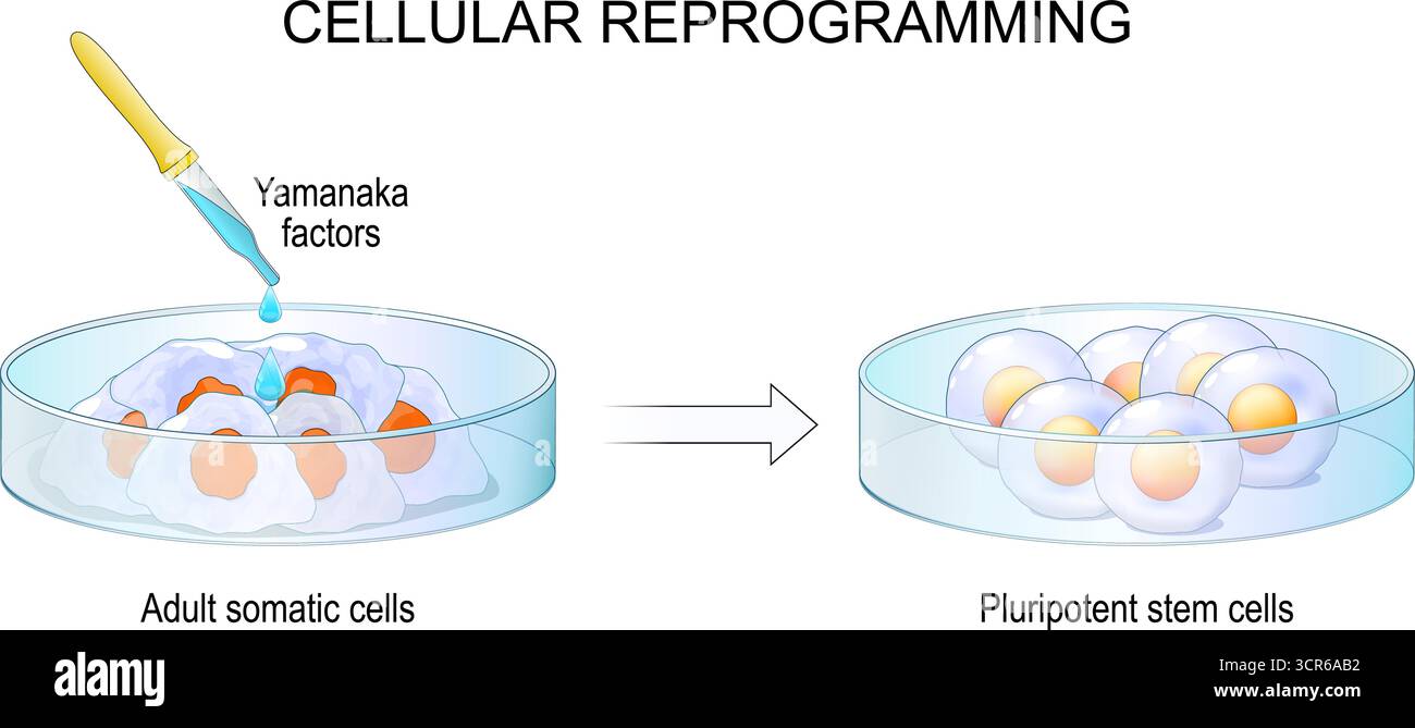 Cellular reprogramming. Yamanaka Factors. Regenerative medicine. Vector illustration Stock ...